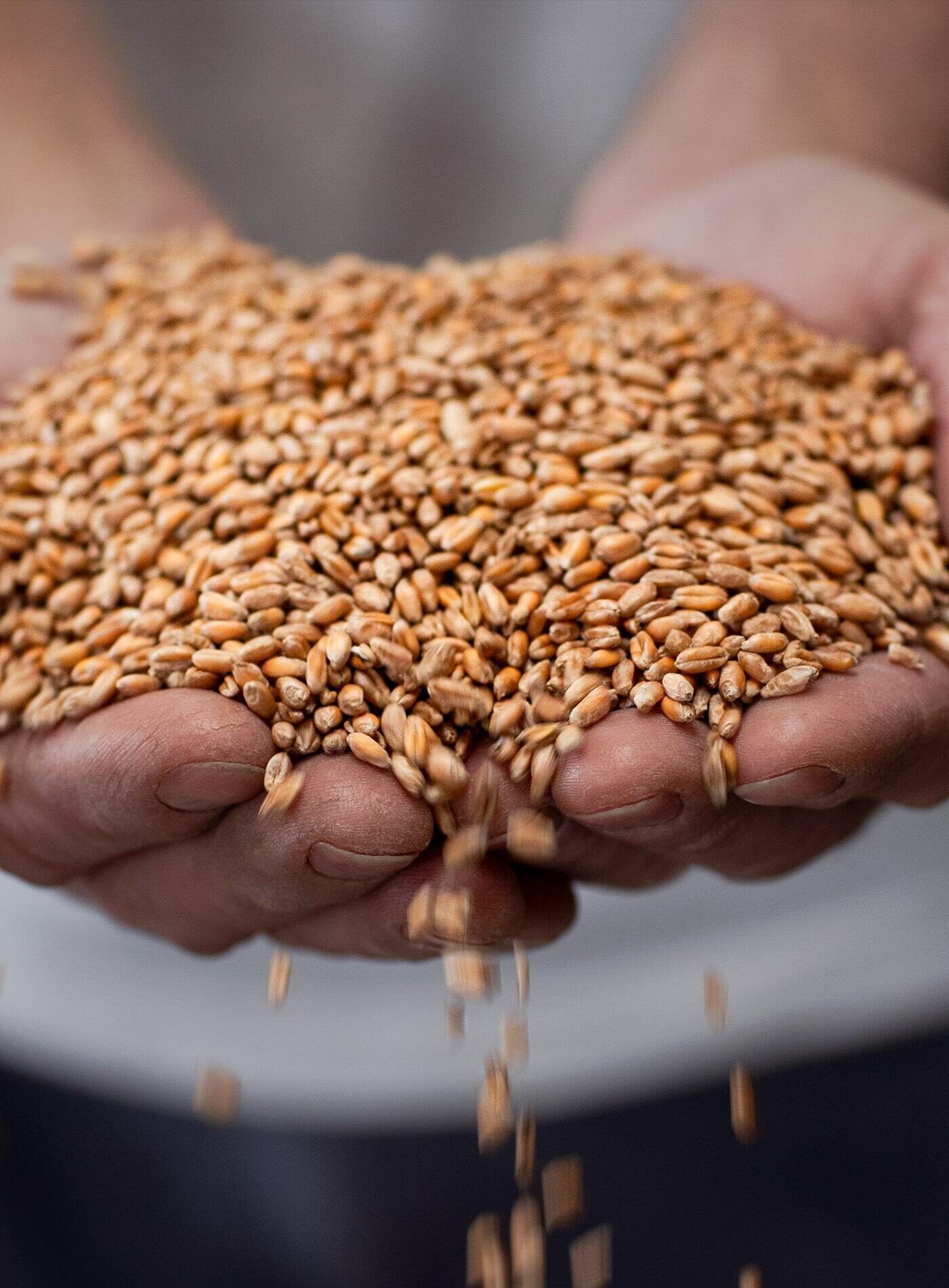 Alan | Molino Denti S.r.l.